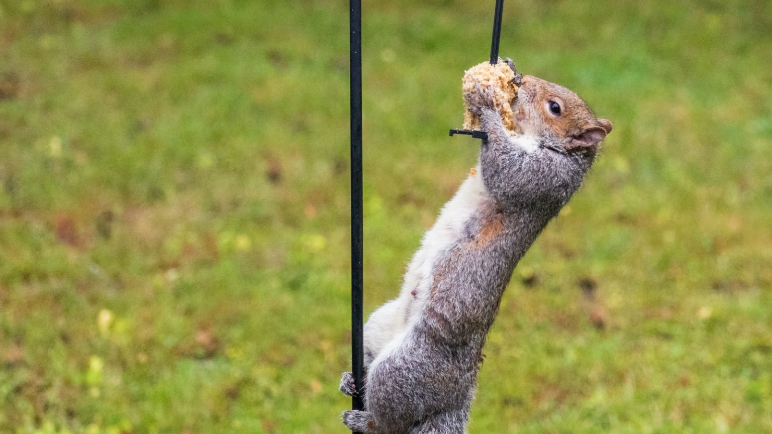Feeding Squirrels in Your Backyard? Here’s What Happens – Family Guide ...